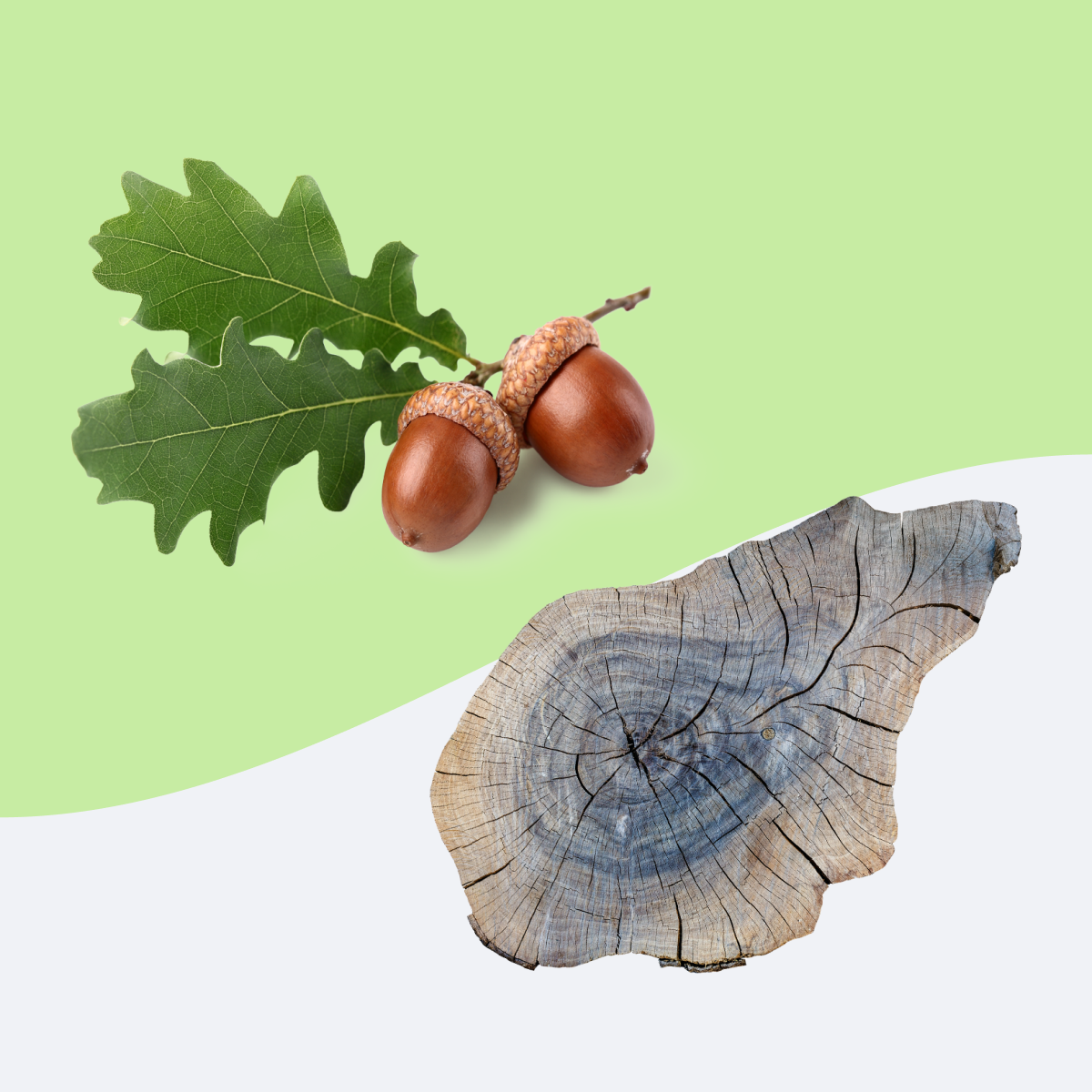 oak + teakwood – Vim + Vigor Candle Co